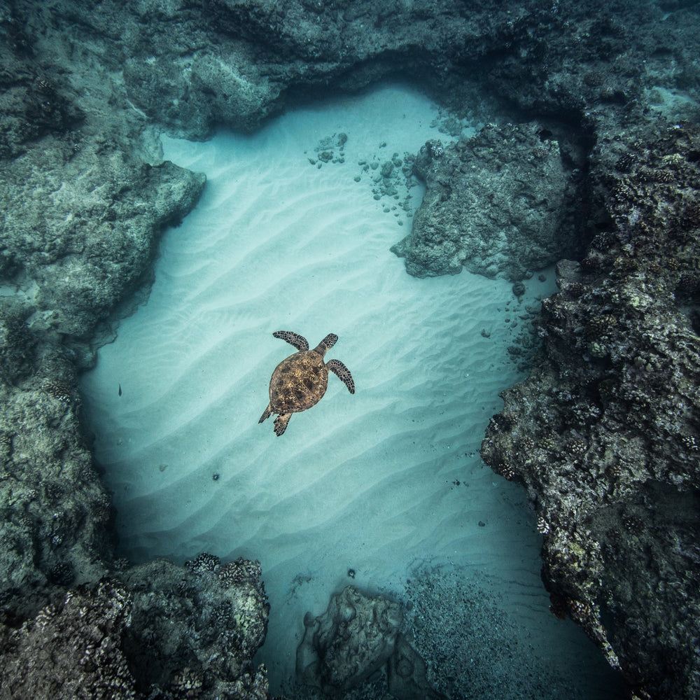 One Home Forever | Blue Marine Foundation & P&Co - A Mindset For ...